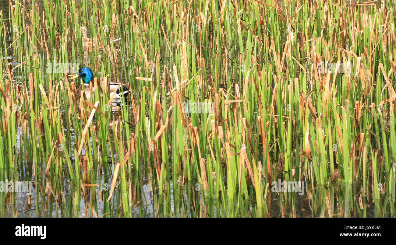 Duck and reeds hi-res stock photography and images - Alamy