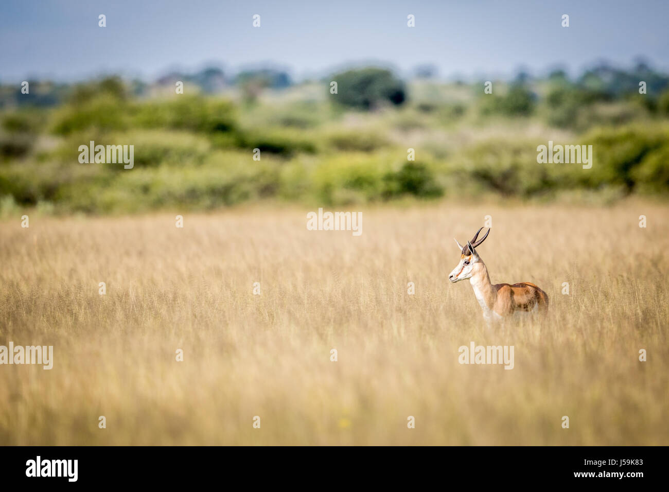Side profile of a Springbok in high grass in the Central Kalahari Game ...
