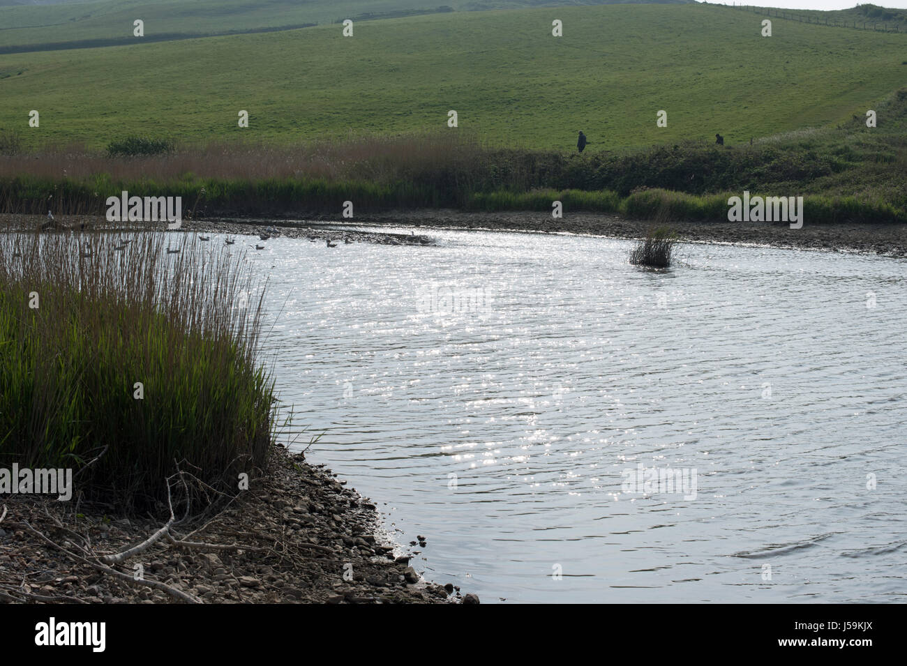 The reed beds edging the River Char at Charmouth, Dorset Stock Photo ...