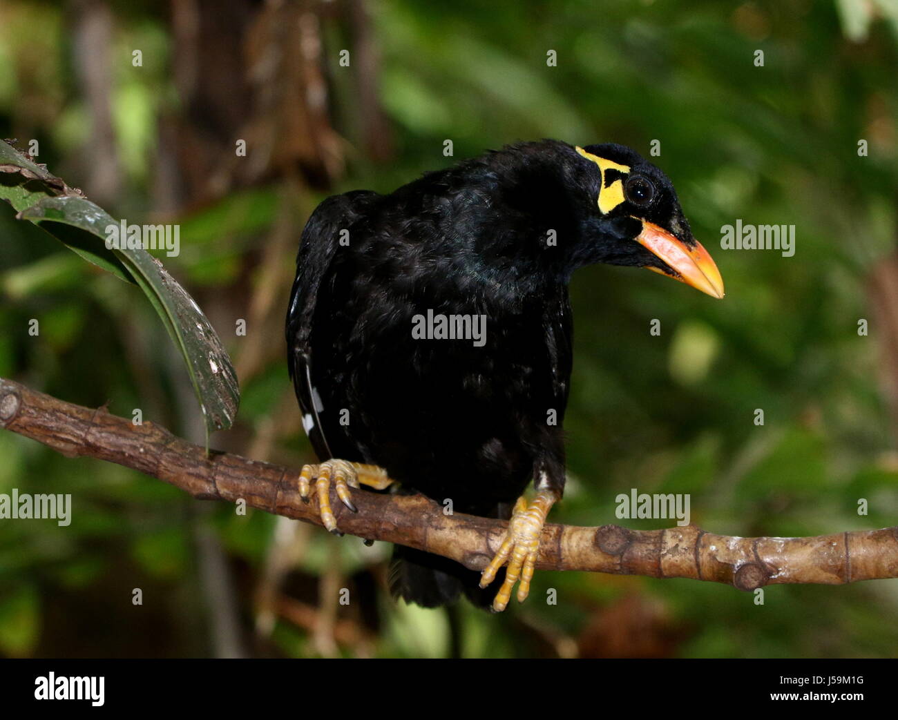 Hill myna gracula religiosa hi-res stock photography and images - Alamy