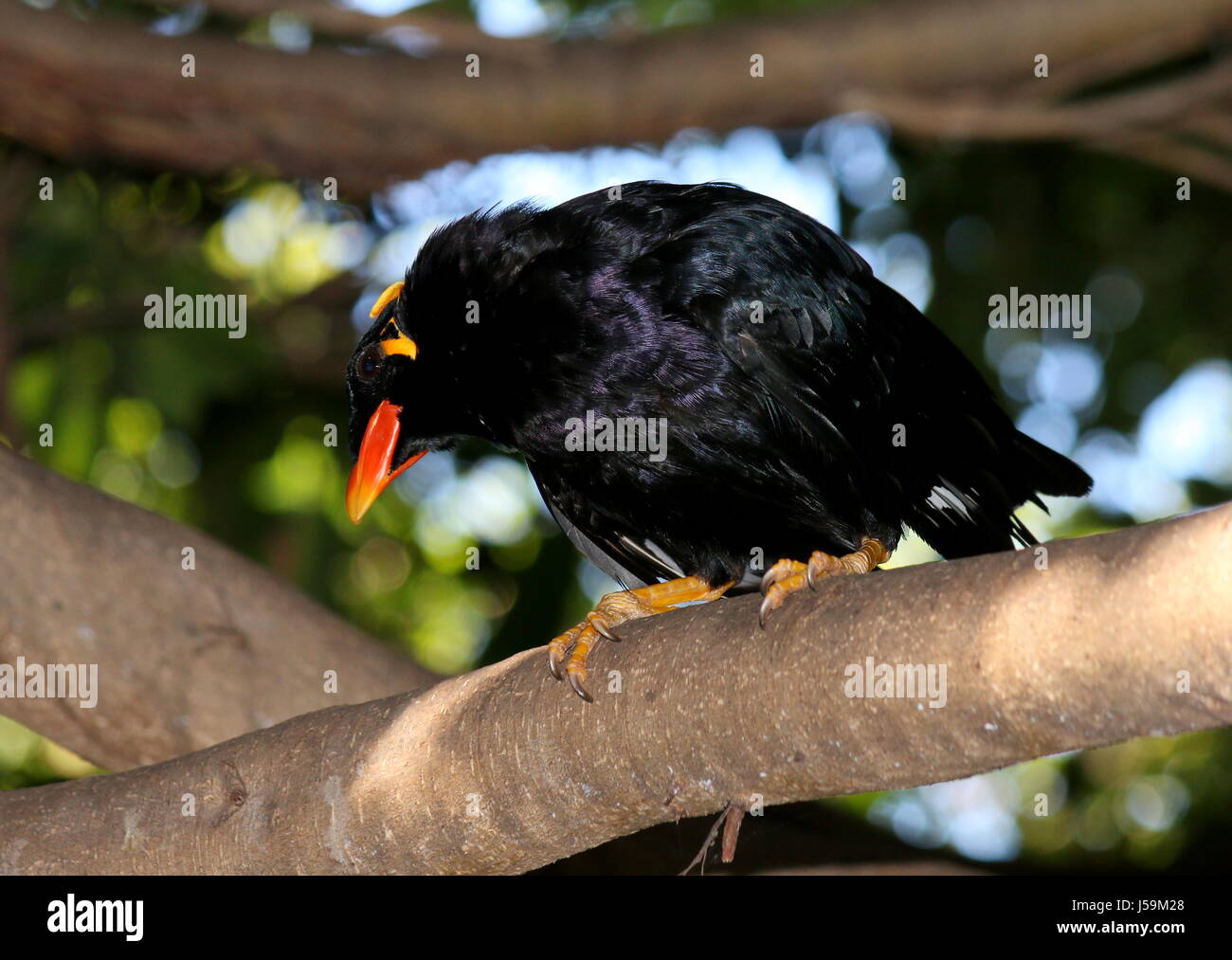 Sagrado religioso hi-res stock photography and images - Alamy