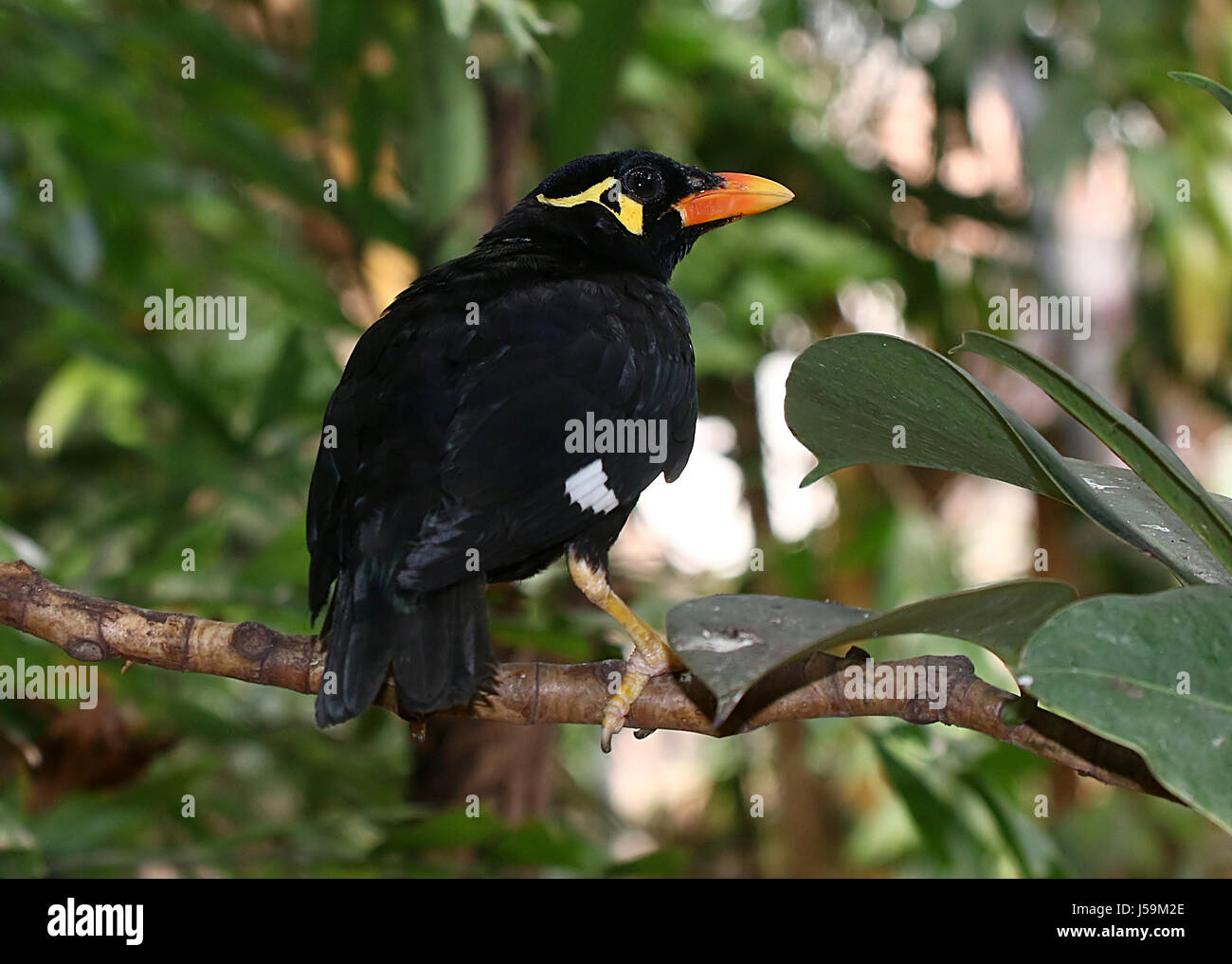 Common hill myna gracula religiosa hi-res stock photography and images ...