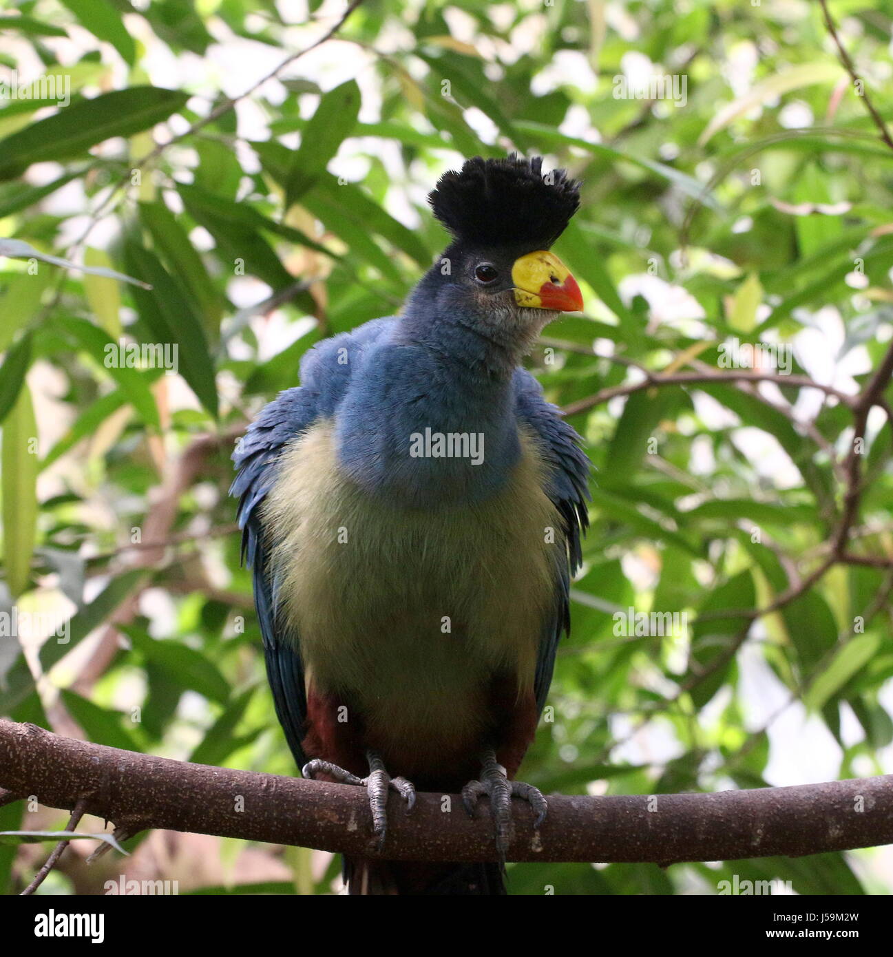 Turaco azzurro gigante hi-res stock photography and images - Alamy