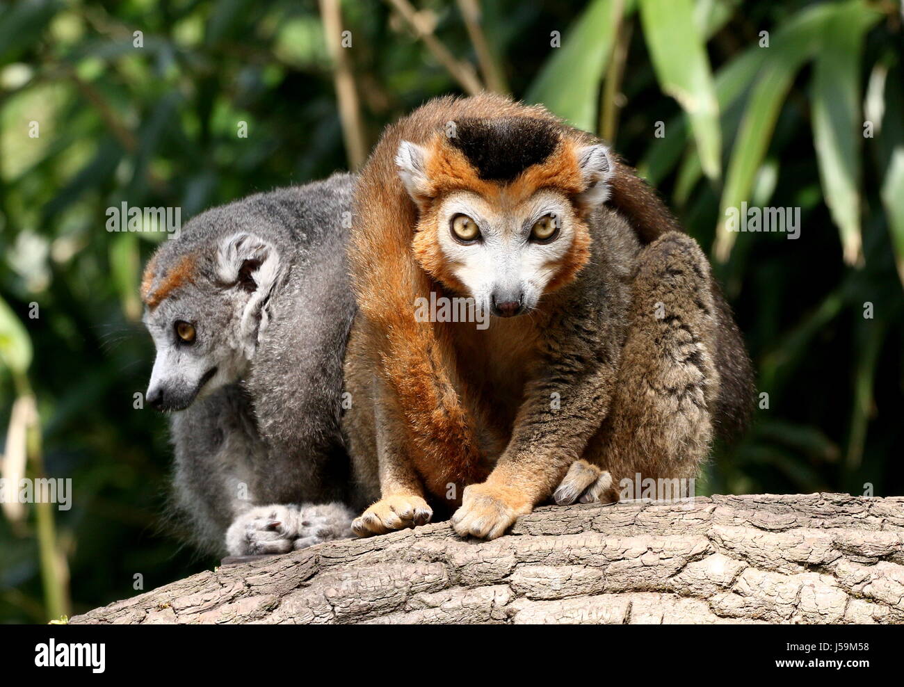 Madgascan male (brown) and female (grey) Crowned lemur (Eulemur ...