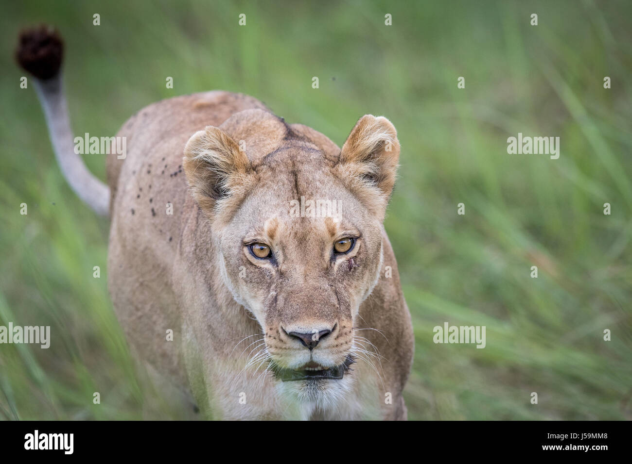 Female Lion walking towards the camera in the Okavango delta, Botswana ...