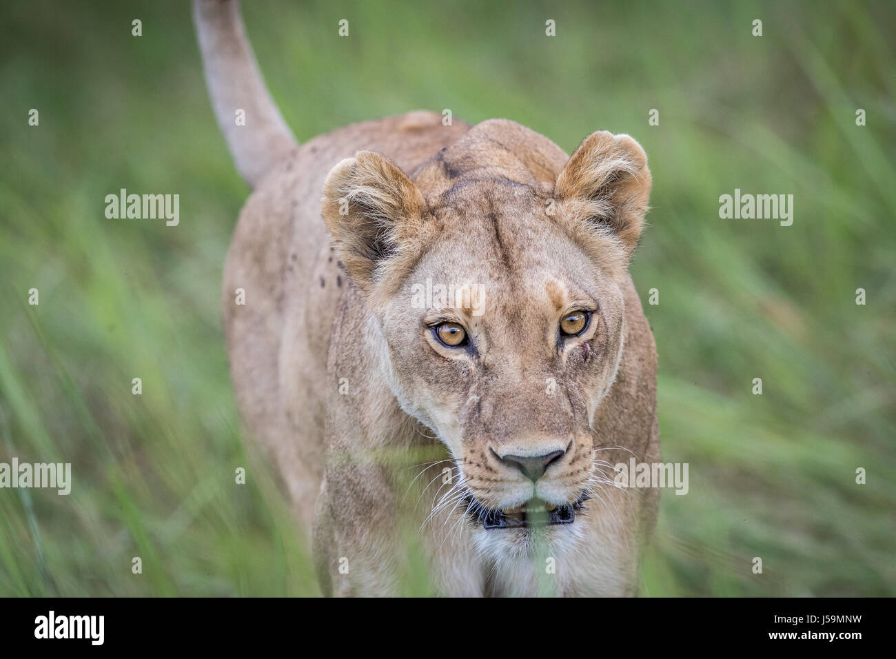 Female lion walking towards camera hi-res stock photography and images ...