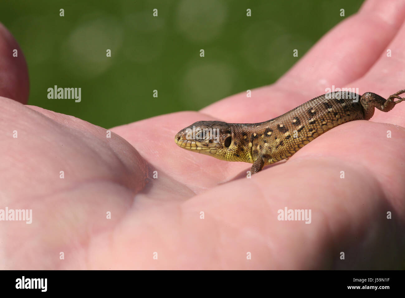 small lizard in hand Stock Photo - Alamy