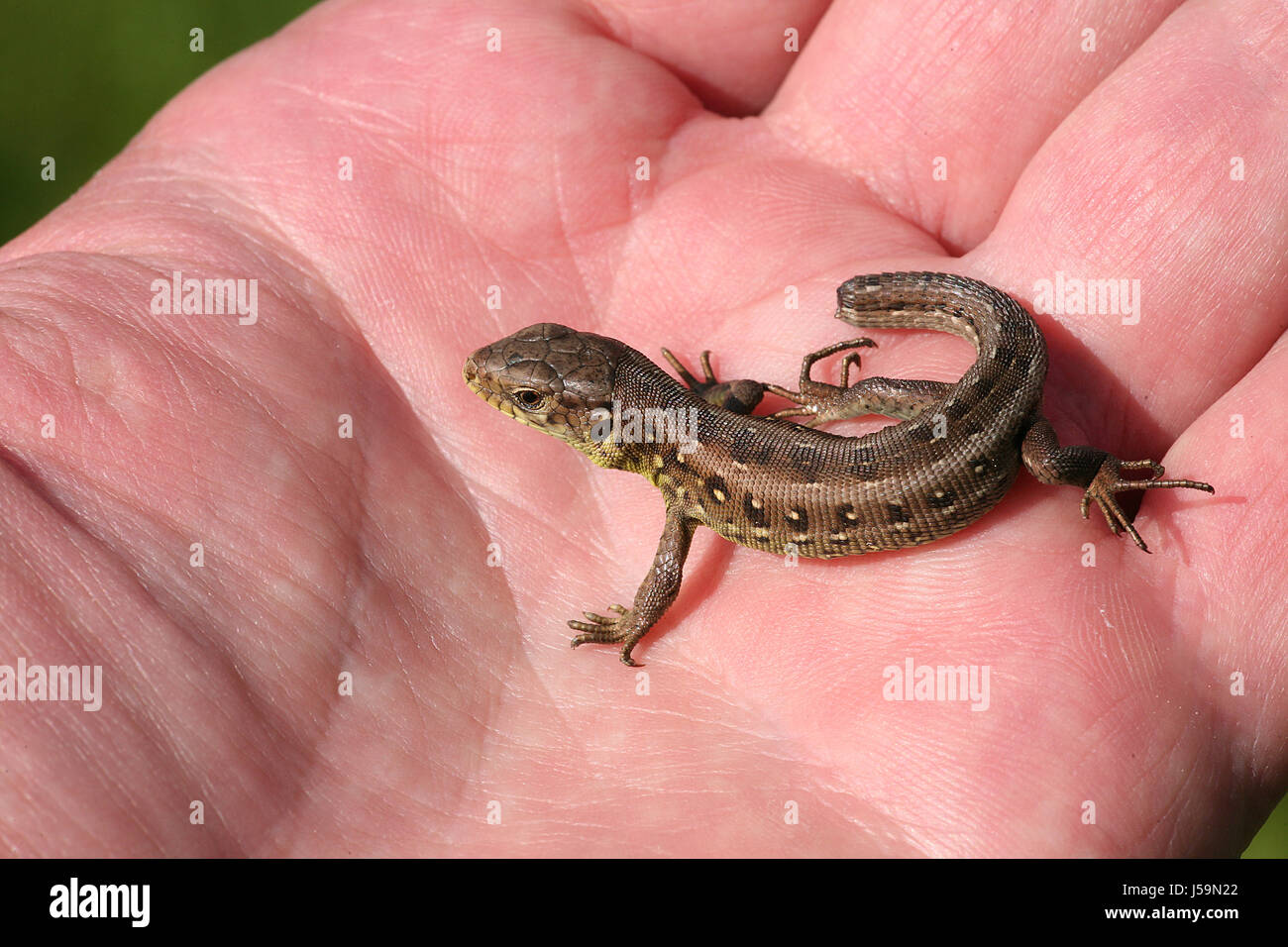 small lizard in hand Stock Photo - Alamy