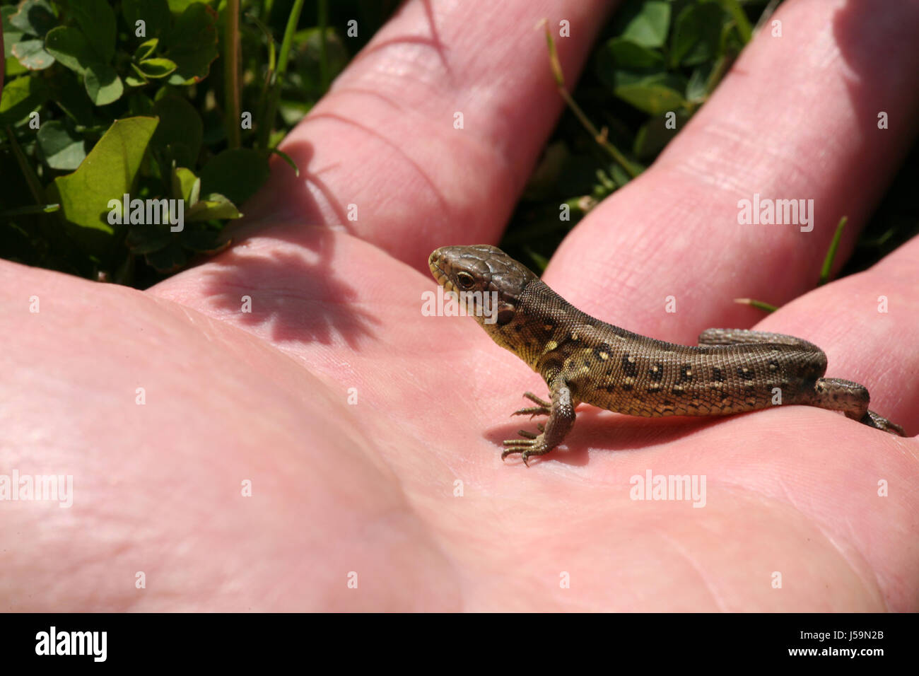 small lizard in hand Stock Photo - Alamy