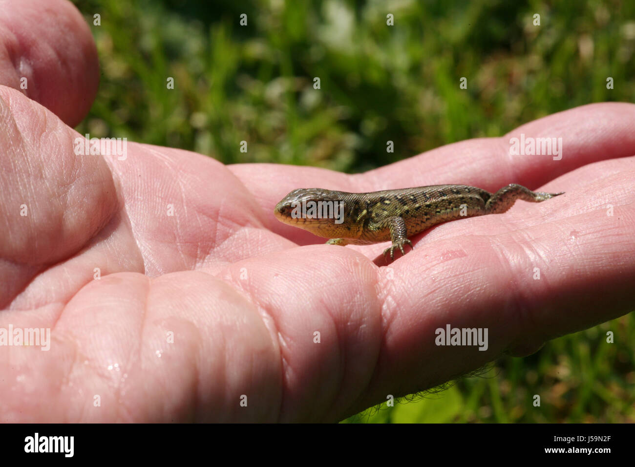 small lizard in hand Stock Photo - Alamy
