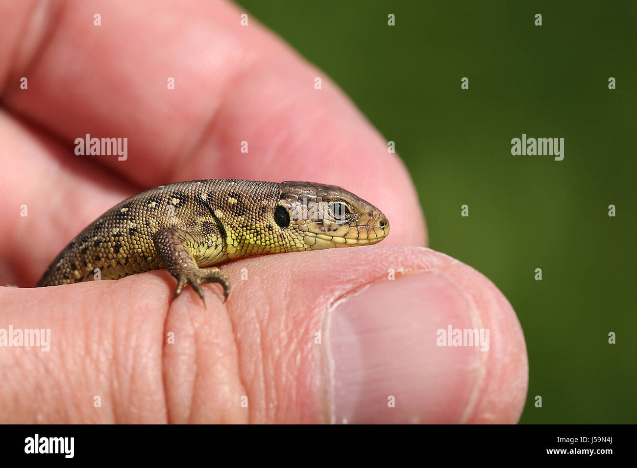 small lizard in hand Stock Photo - Alamy