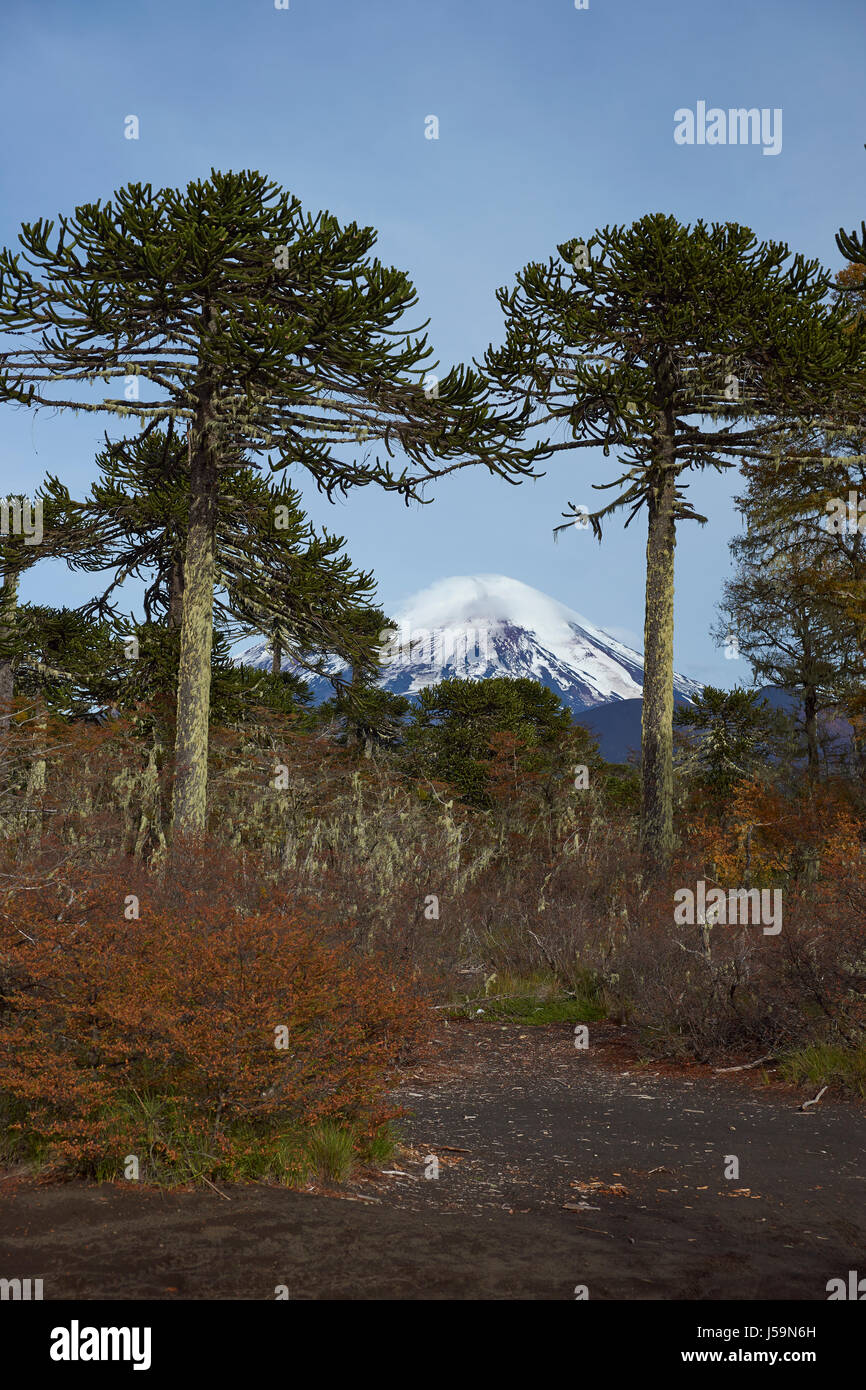Snow capped peak of Volcano Llaima (3125 meters) in Conguillio National ...
