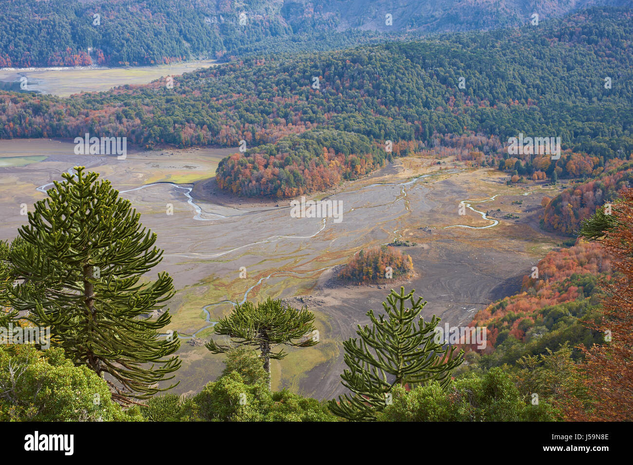 Conguillío national park chile hi-res stock photography and images - Alamy