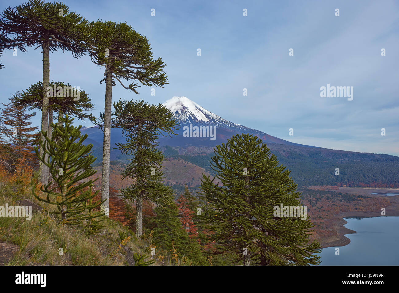 Conguillio national park hi-res stock photography and images - Alamy