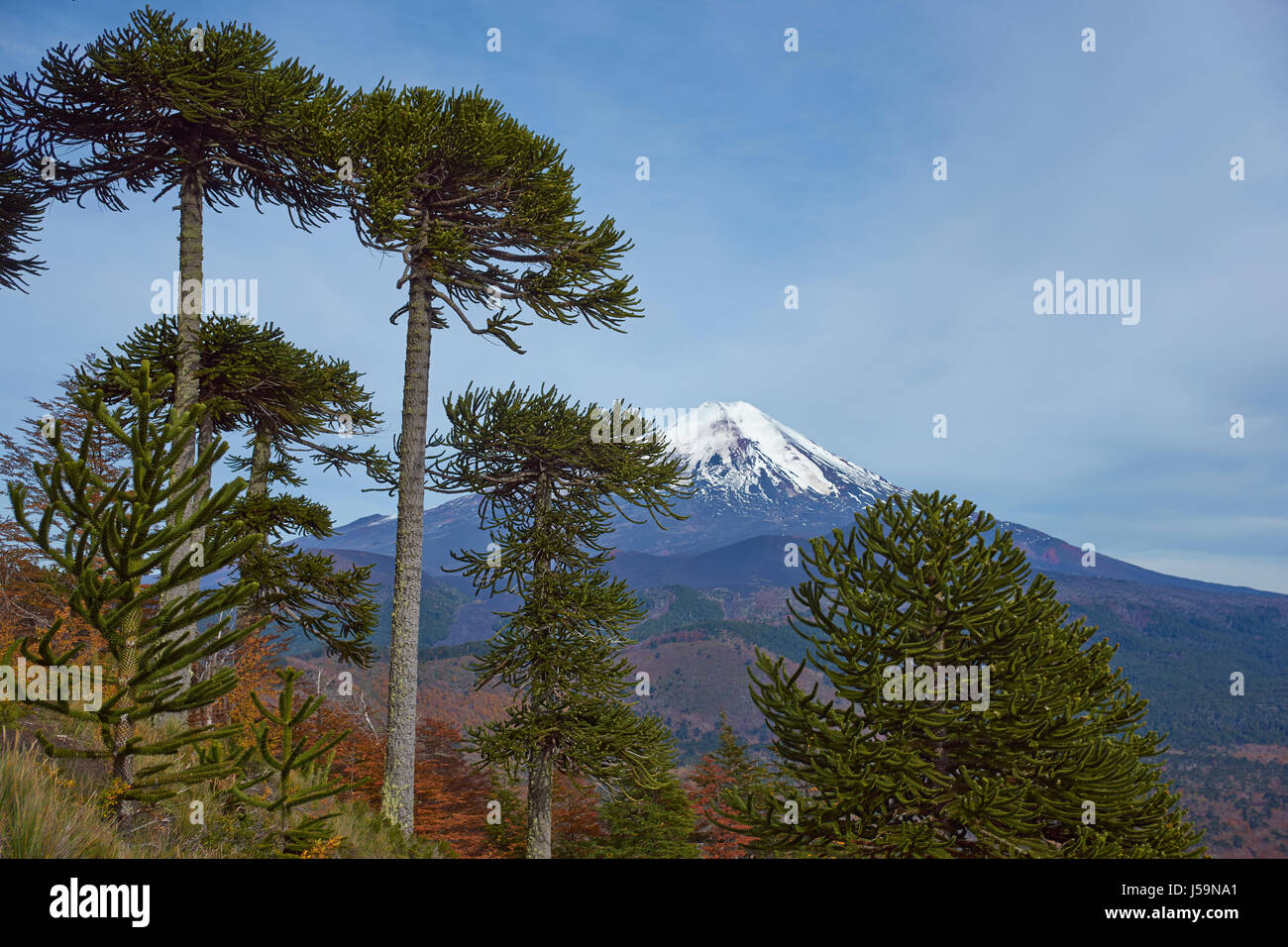 Conguillio national park hi-res stock photography and images - Alamy