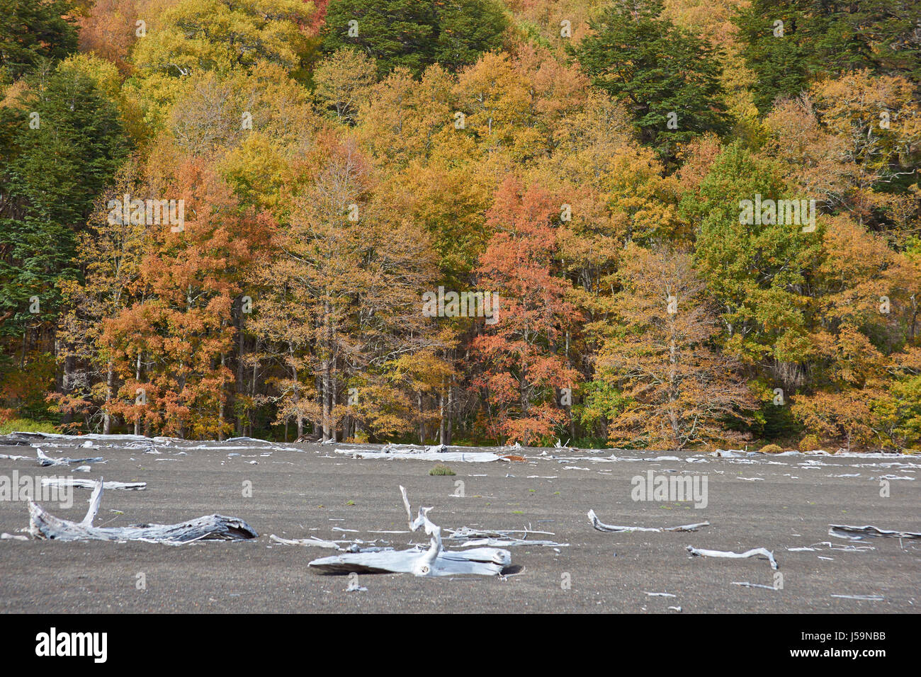 Conguillio National Park in southern Chile. Lake shore of Lago ...
