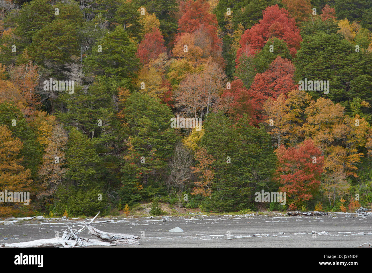 Conguillio National Park in southern Chile. Lake shore of Lago ...