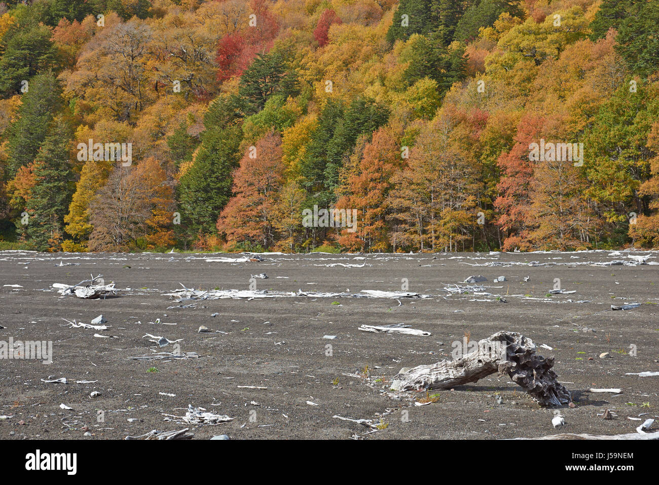 Conguillio National Park in southern Chile. Lake shore of Lago ...