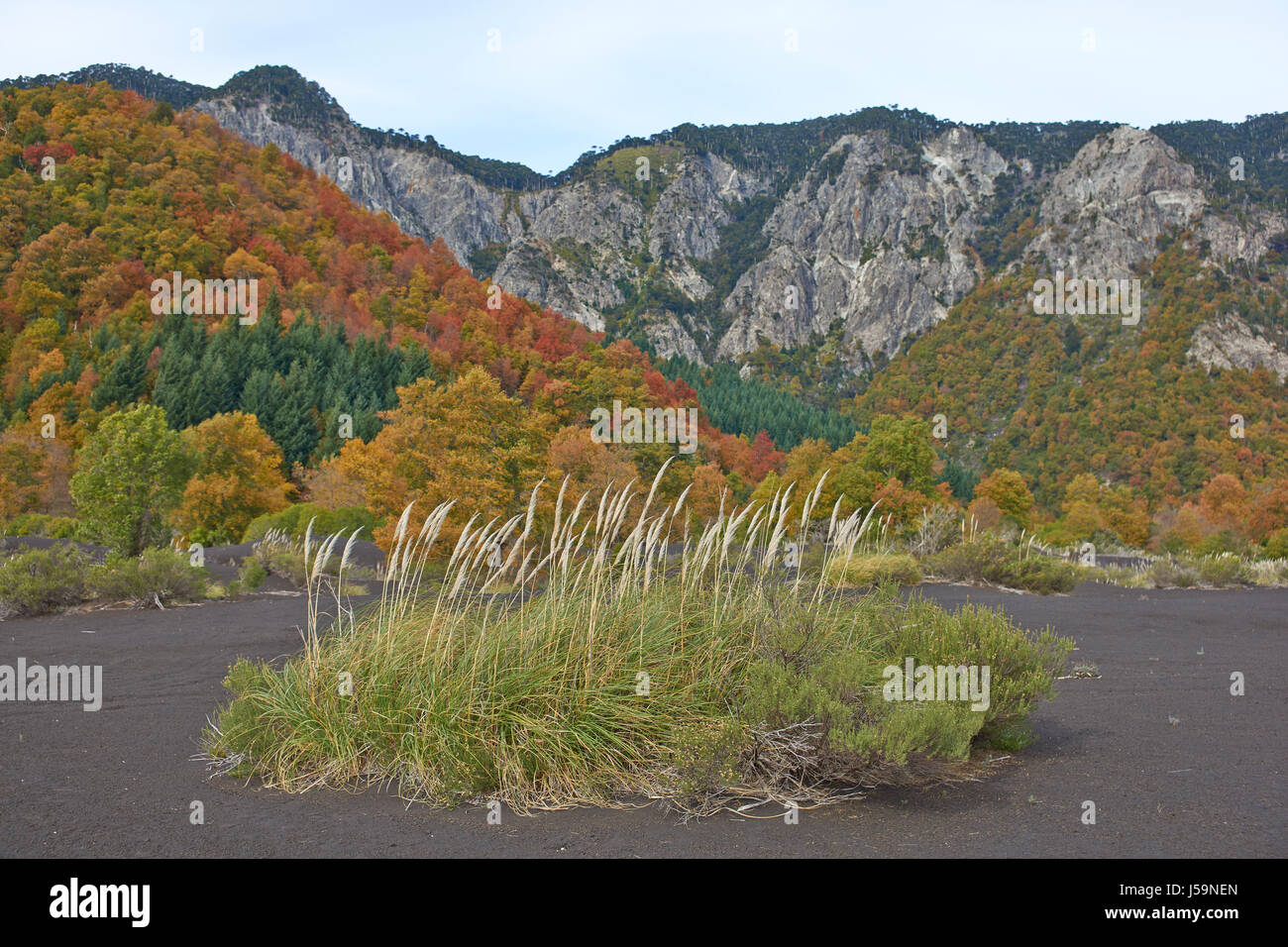Trees covered in colourful autumn foliage rising out of the lava fields ...