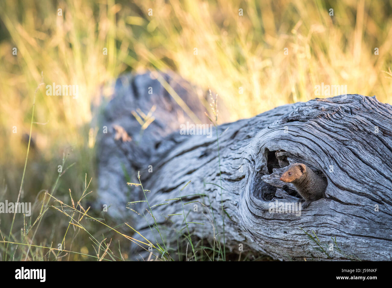 Okavango delta mongoose cute hi-res stock photography and images - Alamy