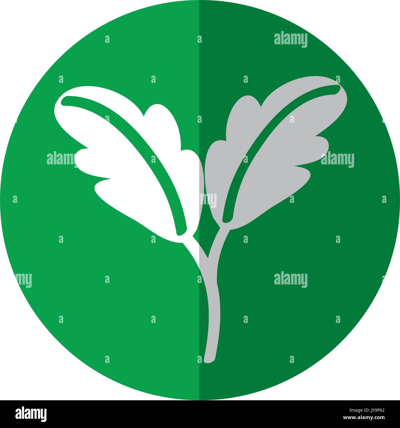 Round lettuce Stock Vector Images - Alamy