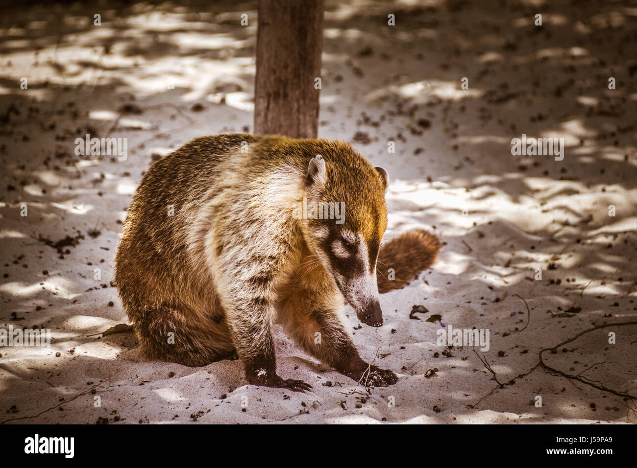 Coati animal hi-res stock photography and images - Alamy
