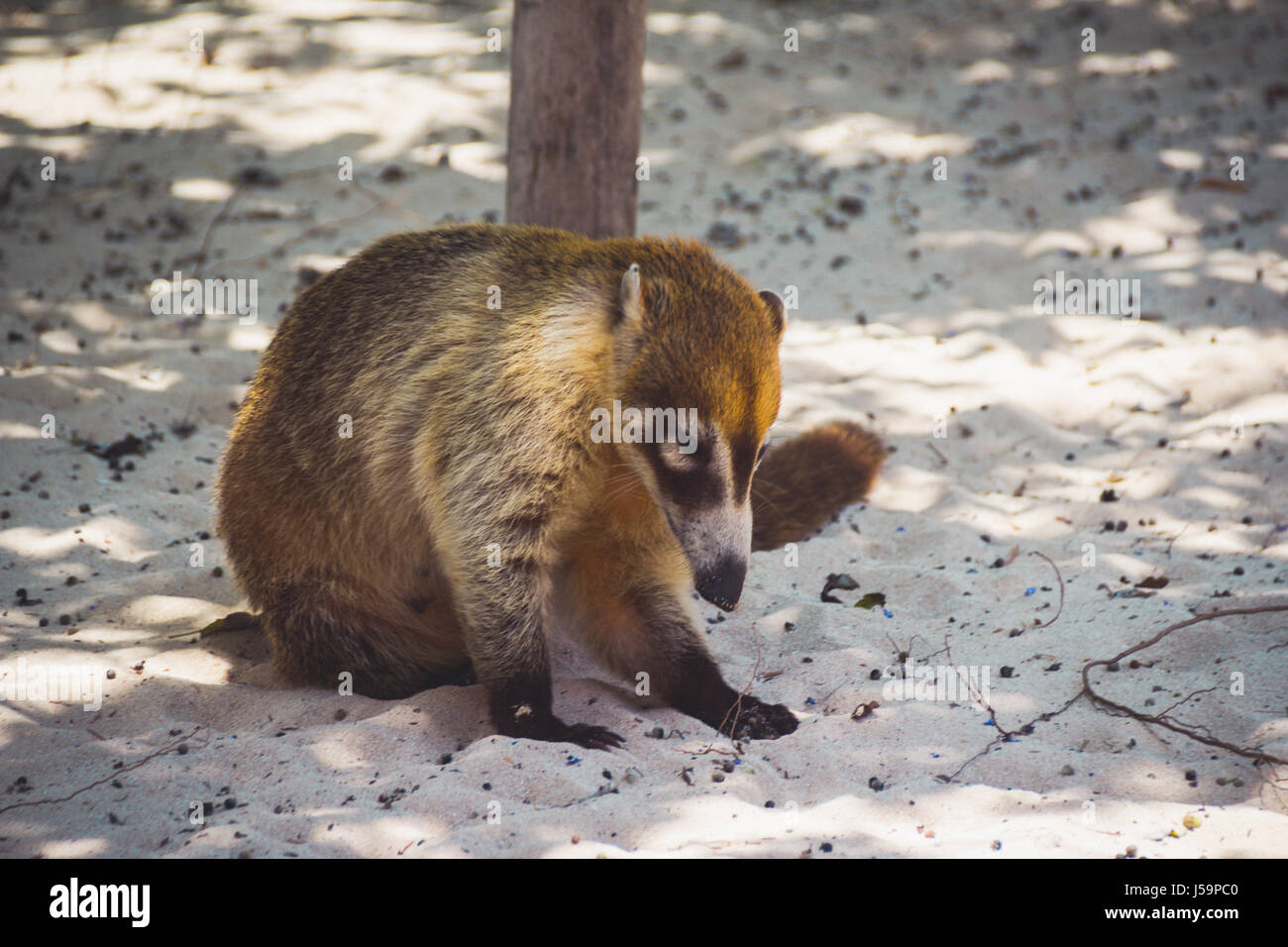 Photograph of a Mexican mayan Coati animal Stock Photo - Alamy