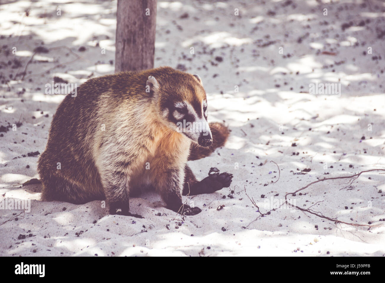 Photograph of a Mexican mayan Coati animal Stock Photo - Alamy