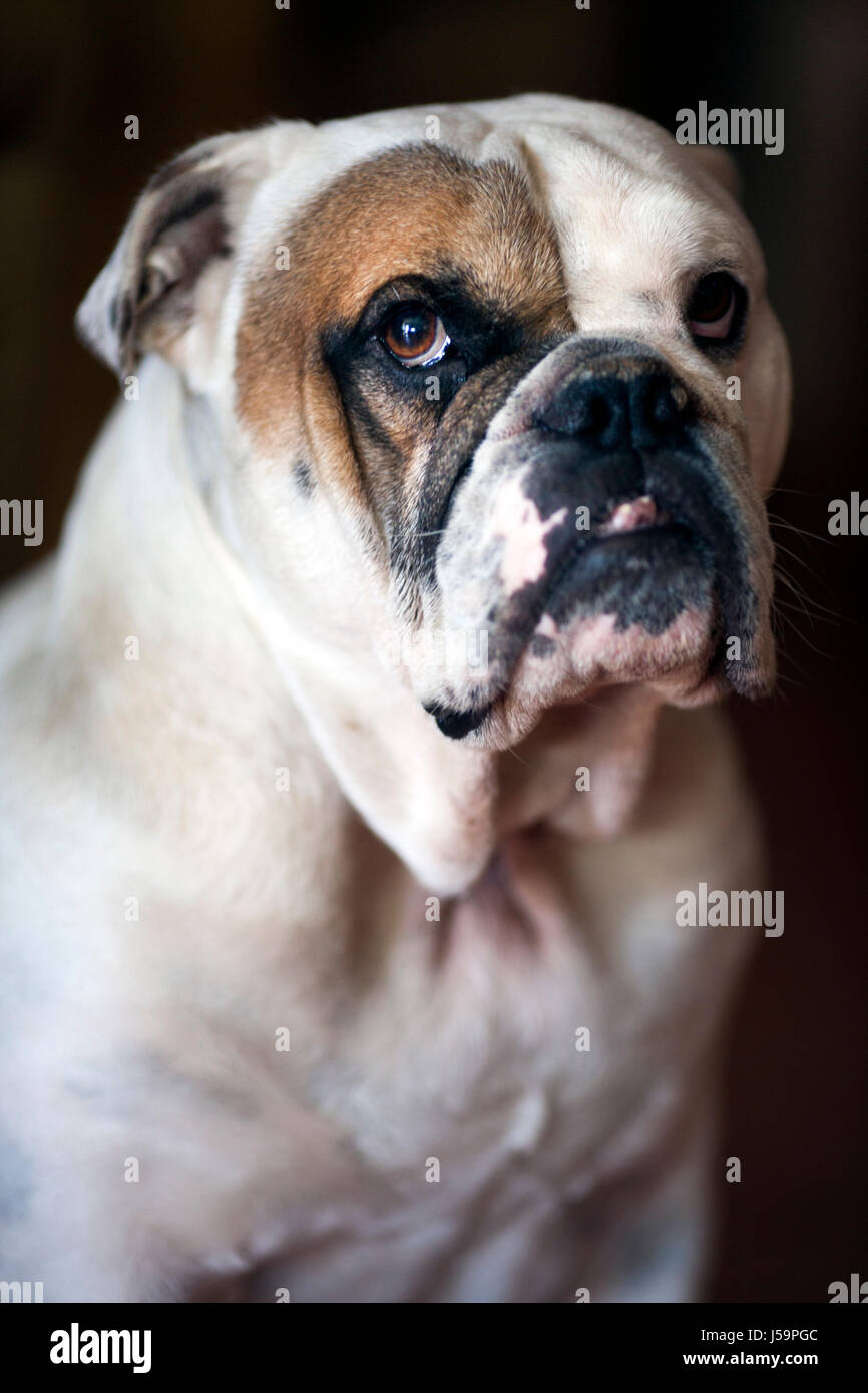 Portrait of a bulldog Stock Photo - Alamy