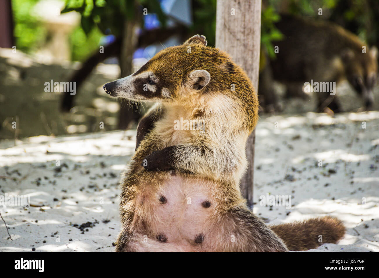 Coati animal hi-res stock photography and images - Alamy