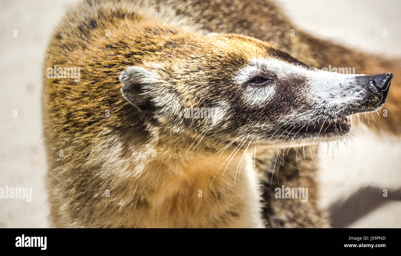 Photograph of a Mexican mayan Coati animal Stock Photo - Alamy