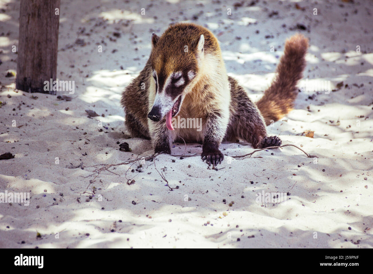 Photograph of a Mexican mayan Coati animal Stock Photo - Alamy