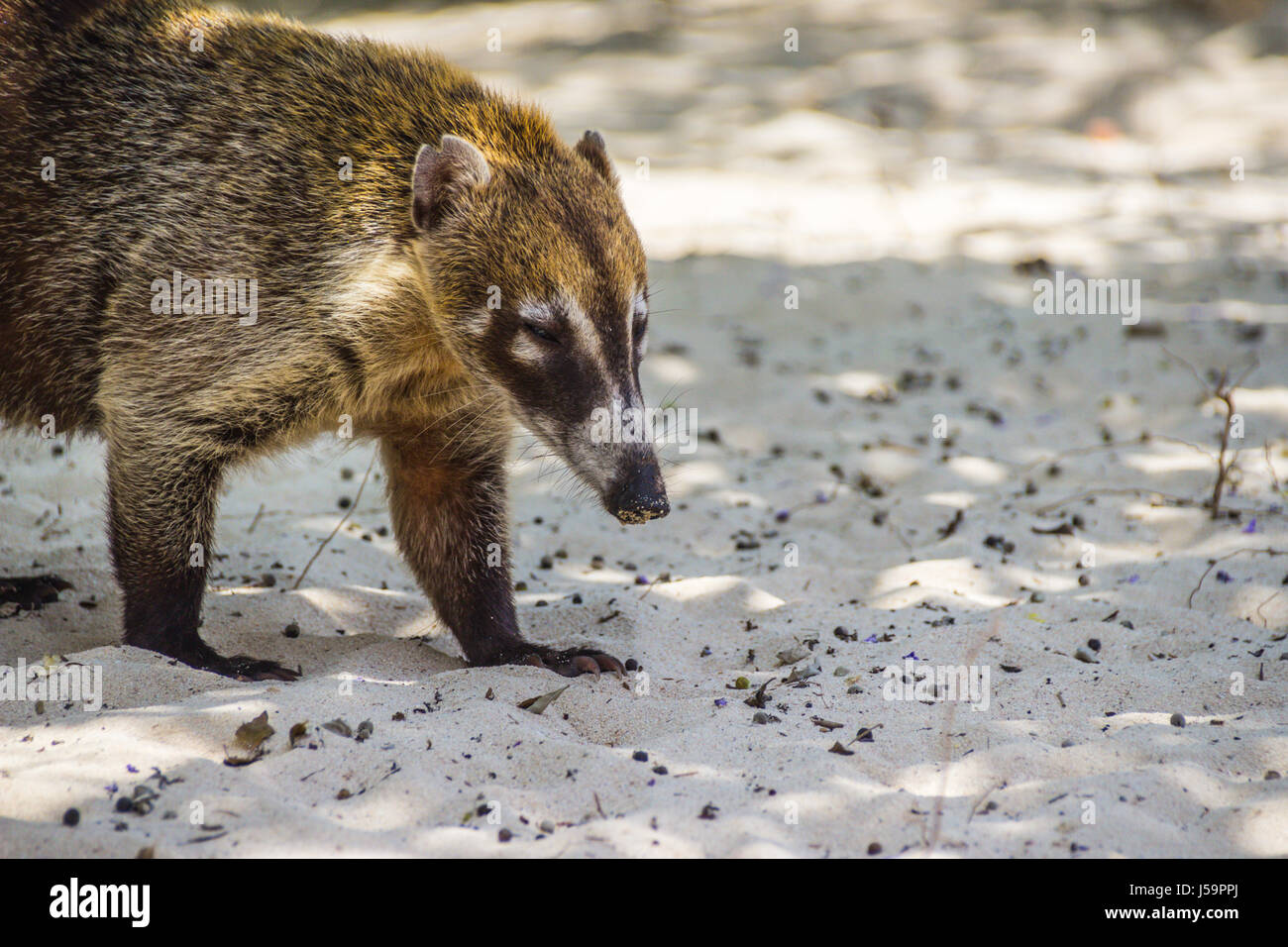 Photograph of a Mexican mayan Coati animal Stock Photo - Alamy