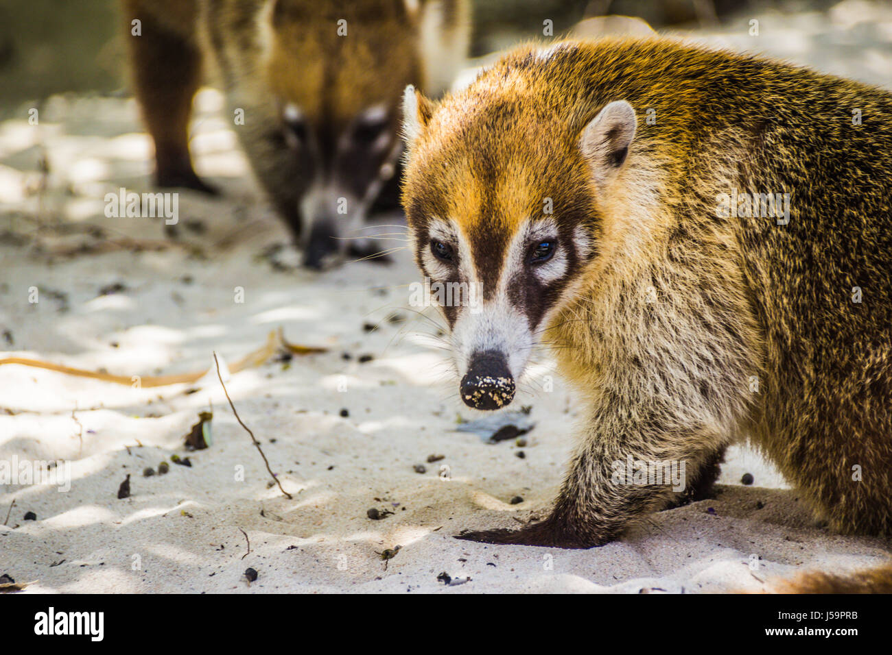 Photograph of a Mexican mayan Coati animal Stock Photo - Alamy