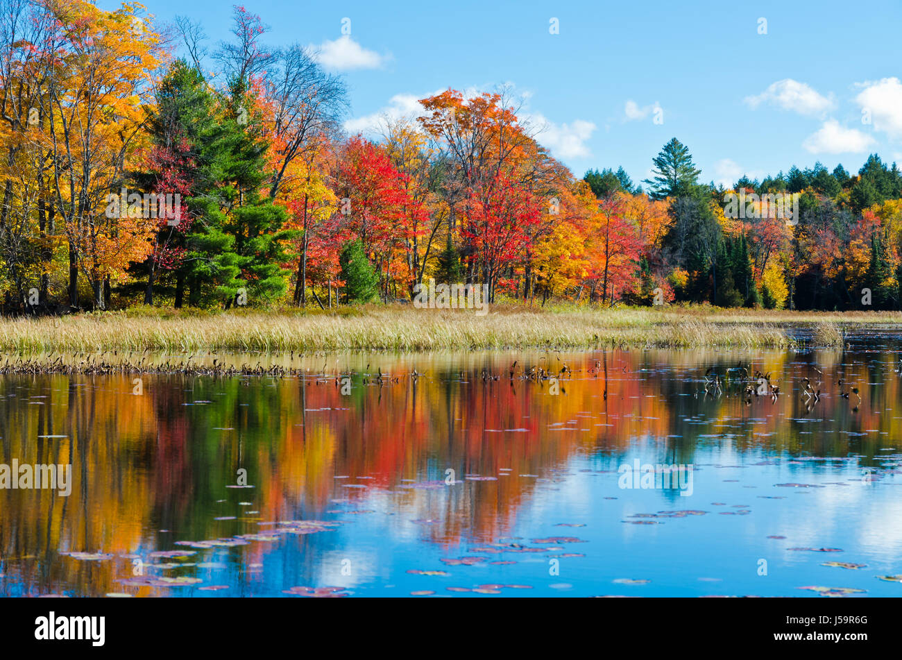 Sunrise above forest lake in Killarney park, Canada Stock Photo - Alamy