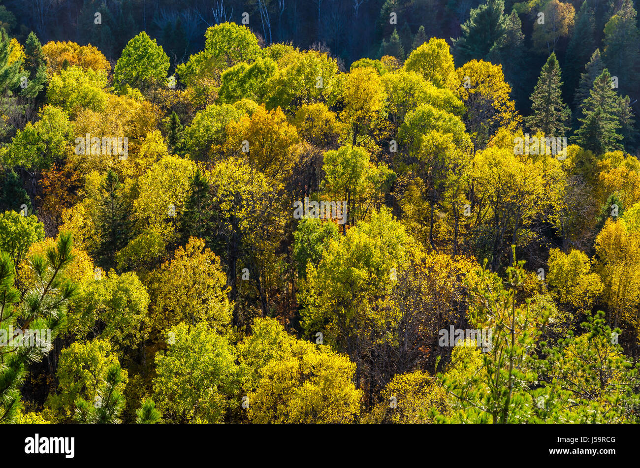 Fall colorful trees in Algonquin park . Ontario, Canada Stock Photo - Alamy