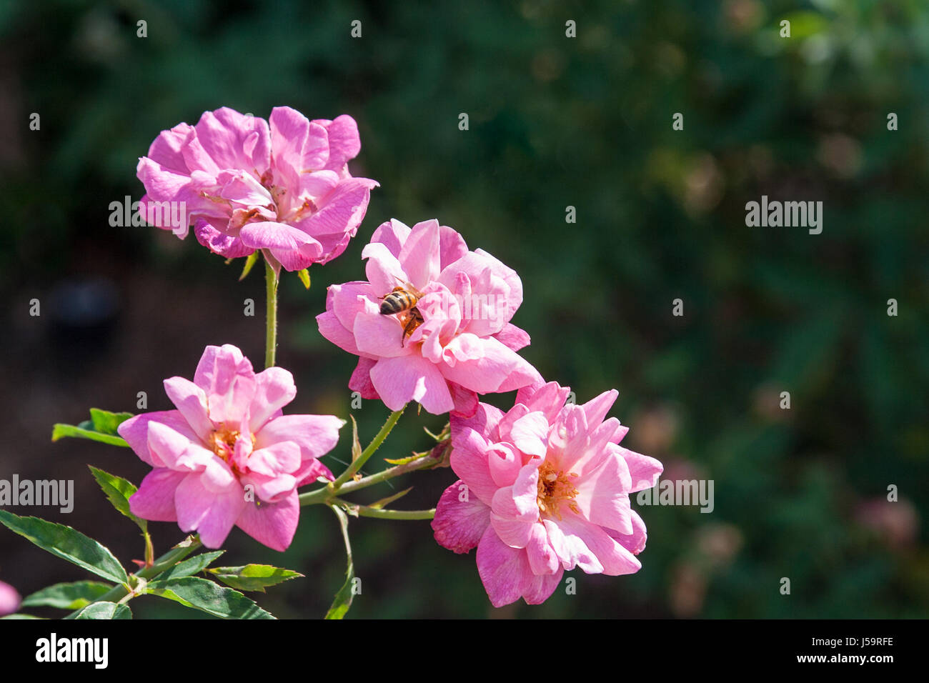 Bee roses hi-res stock photography and images - Alamy