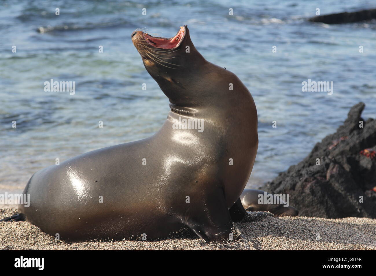 Sea Lion Yawn Stock Photo - Alamy