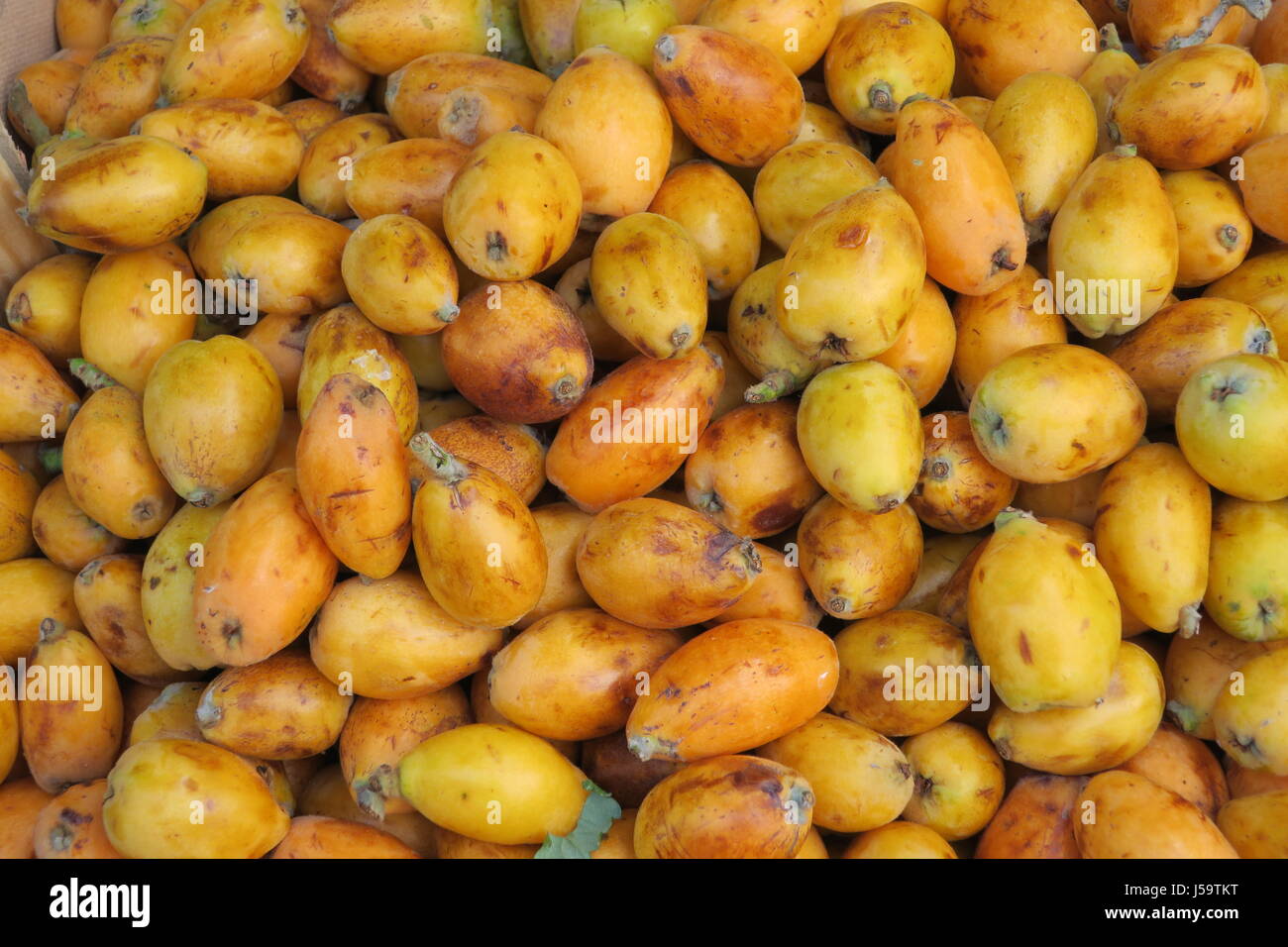 Loquat is a large evergreen shrub or small tree, with a rounded crown ...