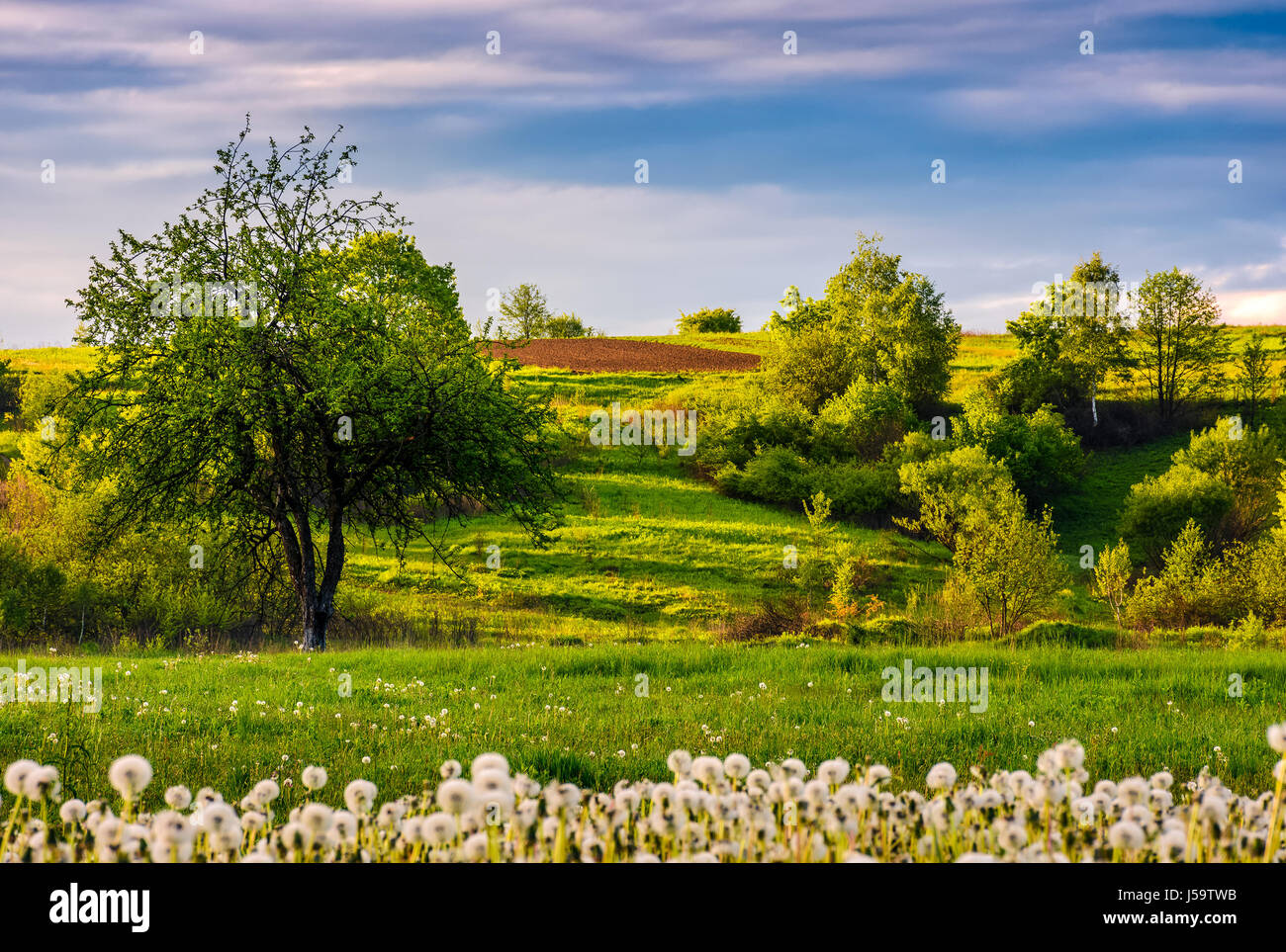 dandelion field in rural valley. countryside landscape in mountains at ...