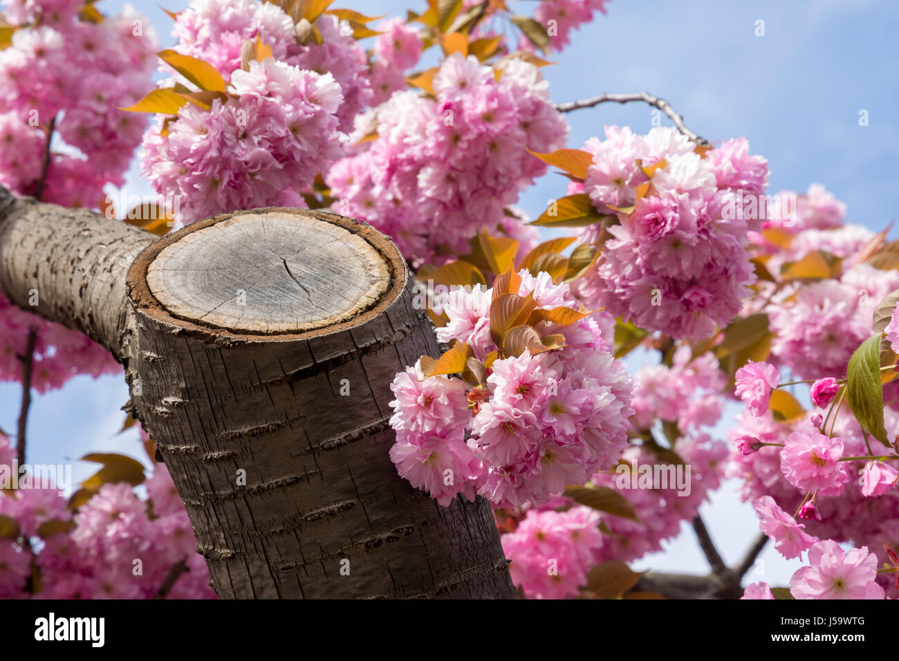 Cherry prunus in bloom in Netherlands Stock Photo - Alamy
