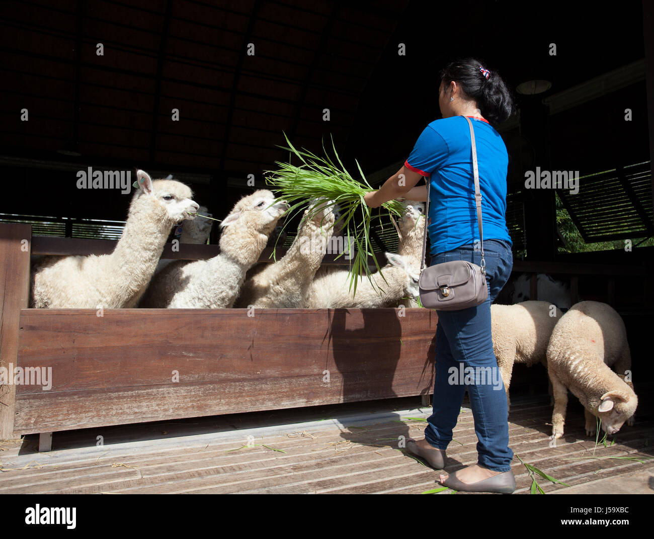 young woman feeding luzy grass to latin llama in ranch farm Stock Photo ...