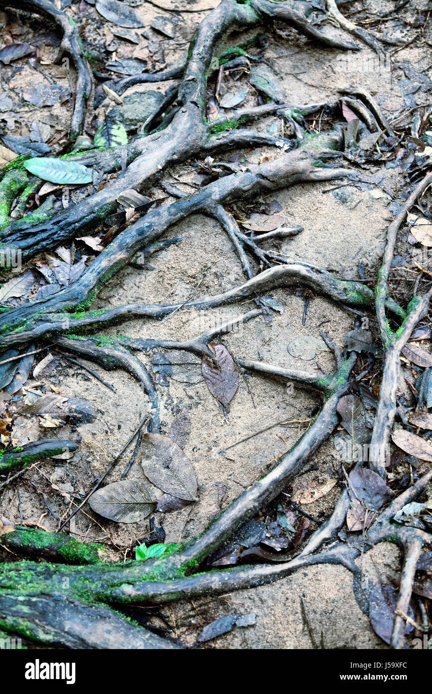 Creepy roots hi-res stock photography and images - Alamy
