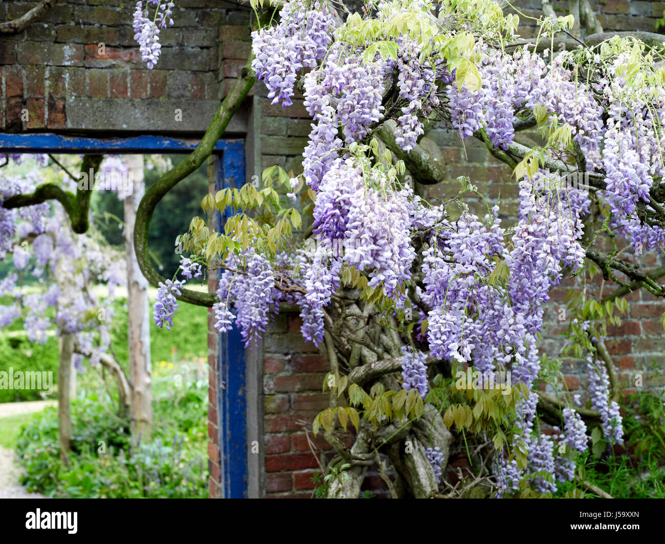 Wisteria plants hi-res stock photography and images - Alamy