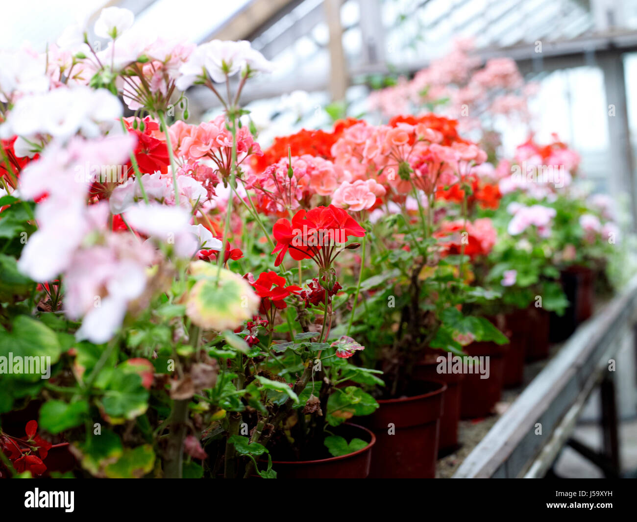 Geraniums in greenhouse Stock Photo - Alamy