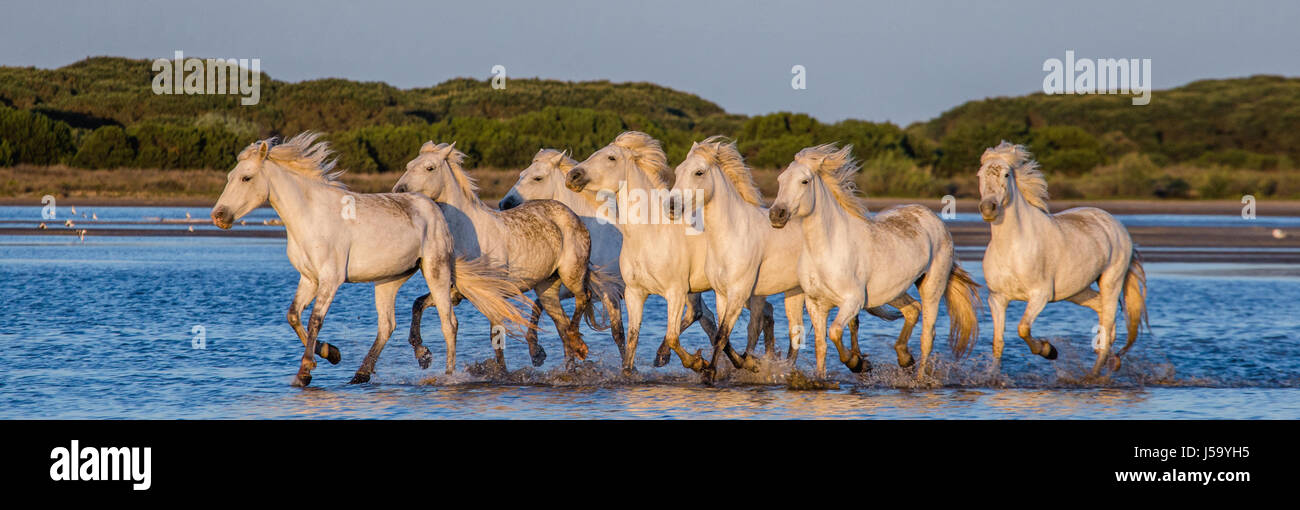 White Camargue Horses run in the swamps nature reserve. Parc Regional ...