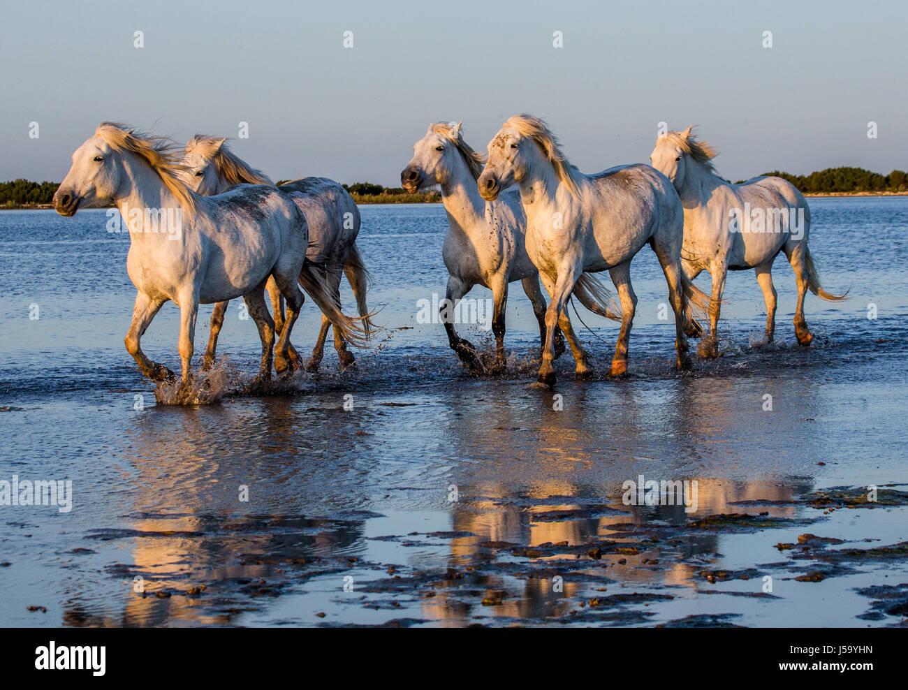 White Camargue Horses run in the swamps nature reserve. Parc Regional ...