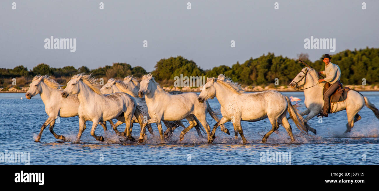 White Camargue Horses run in the swamps nature reserve. Parc Regional ...