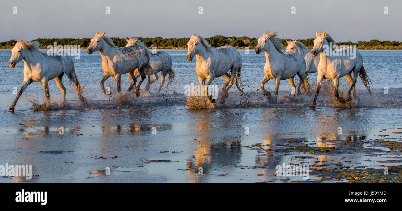 White Camargue Horses run in the swamps nature reserve. Parc Regional ...