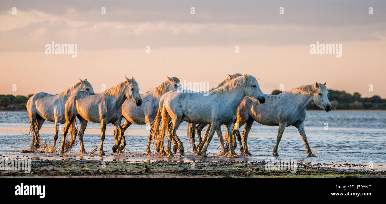 White Camargue Horses stand in the swamps nature reserve. Parc Regional ...